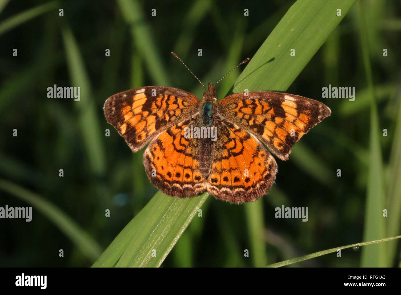 Pearl Crescent butterfly on grass Stock Photo - Alamy