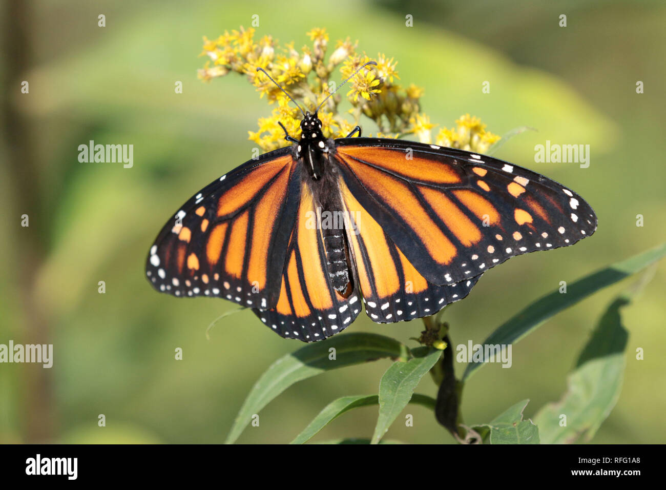 Monarch butterfly eggs hi-res stock photography and images - Alamy