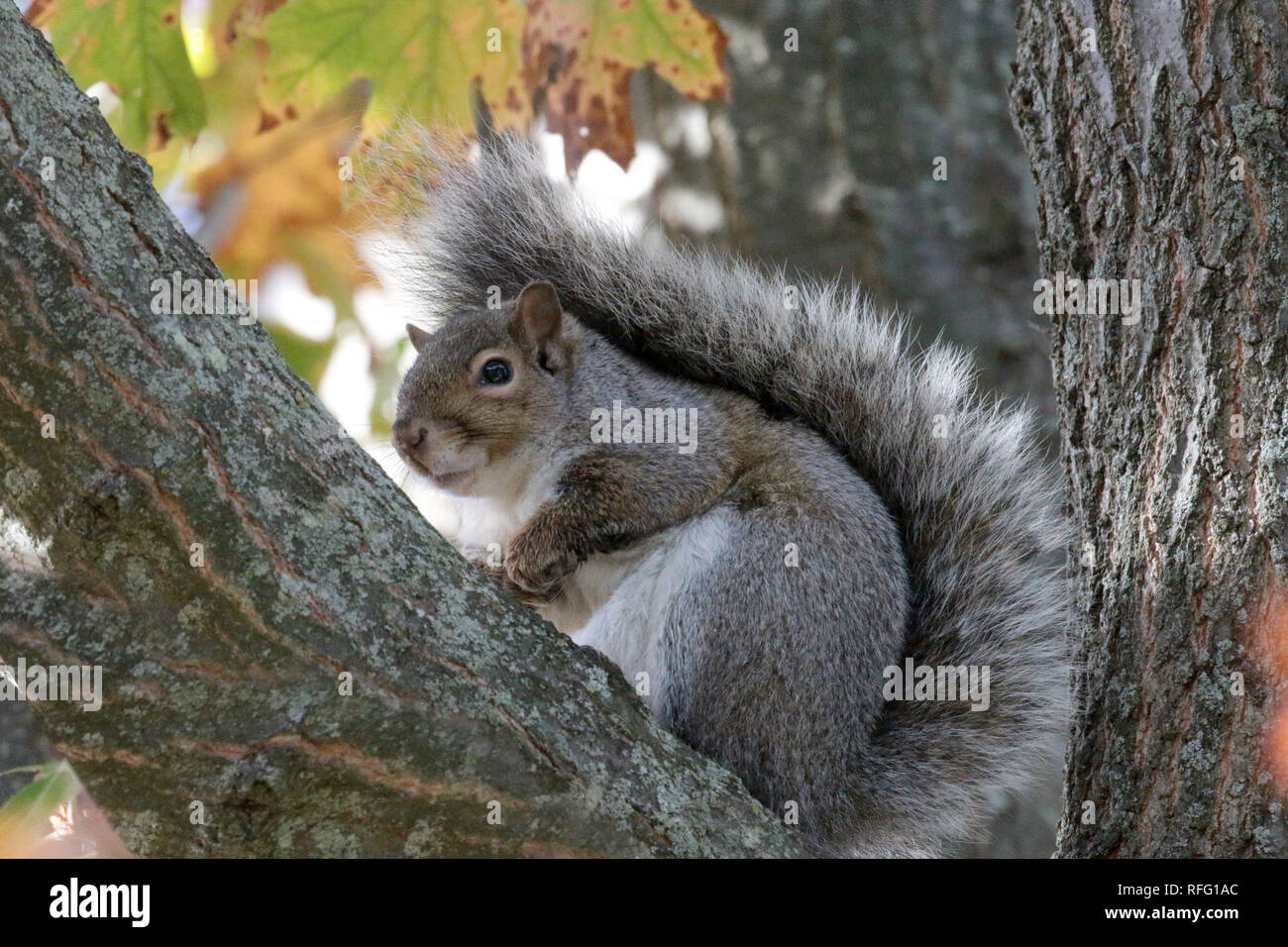 Squirrel in nature reserve in tree Stock Photo - Alamy