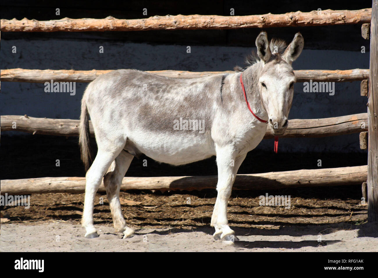 Long Haired Donkey High Resolution Stock Photography and Images - Alamy