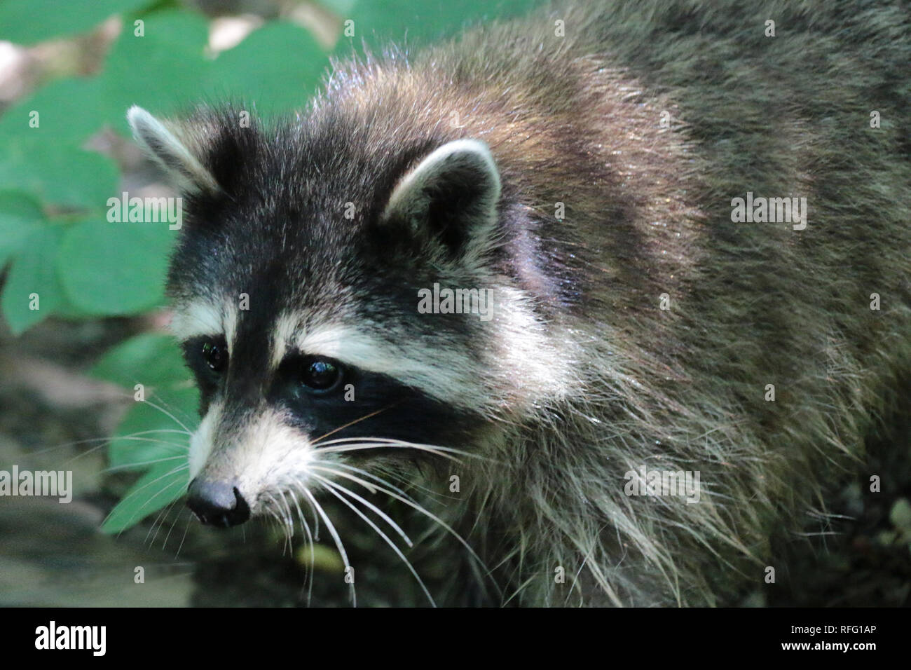 Raccoon washes hi-res stock photography and images - Alamy