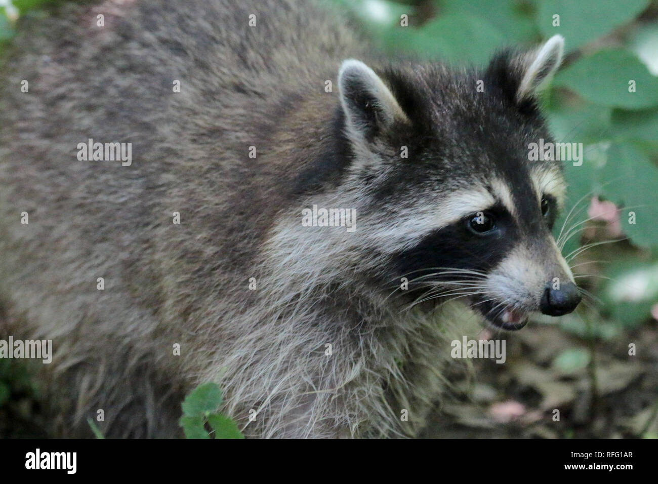Raccoon in forest Stock Photo - Alamy