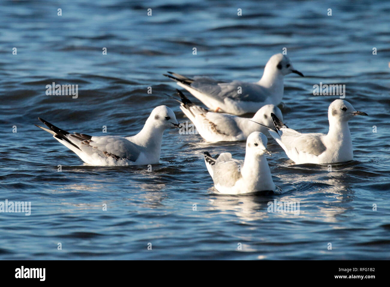 Gulls bonaparte hi-res stock photography and images - Alamy