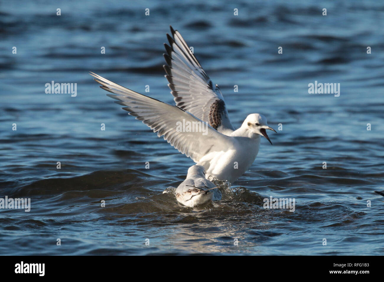 Gulls bonaparte hi-res stock photography and images - Alamy