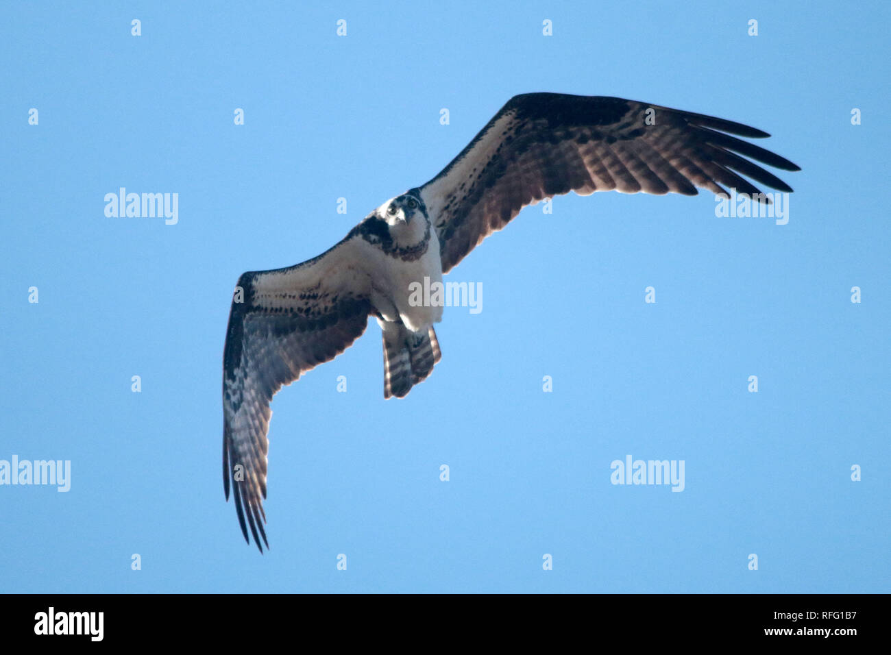 Spotted hawk fish hi-res stock photography and images - Alamy