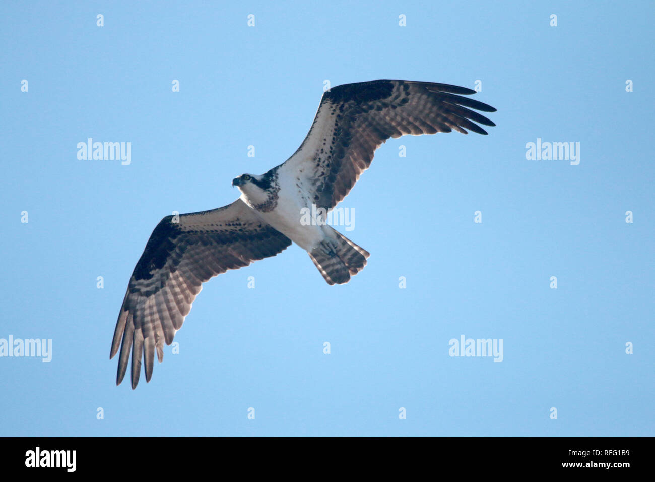 Swept back plumage hi-res stock photography and images - Alamy