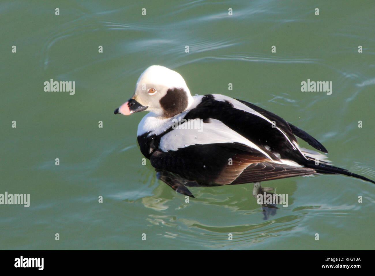 Long Tailed Drake Swimming Stock Photo - Alamy