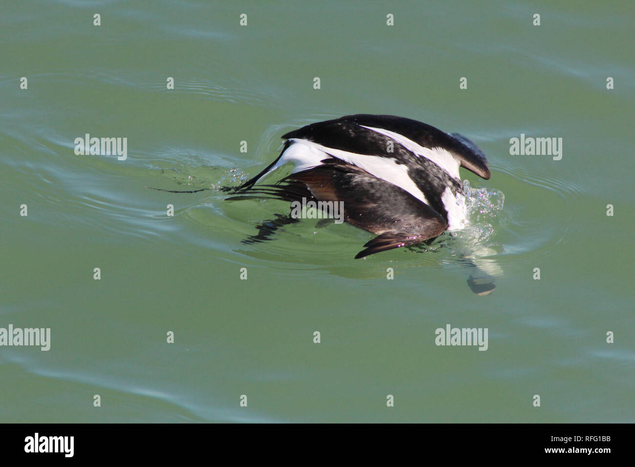 Long Tailed Drake Swimming Stock Photo - Alamy