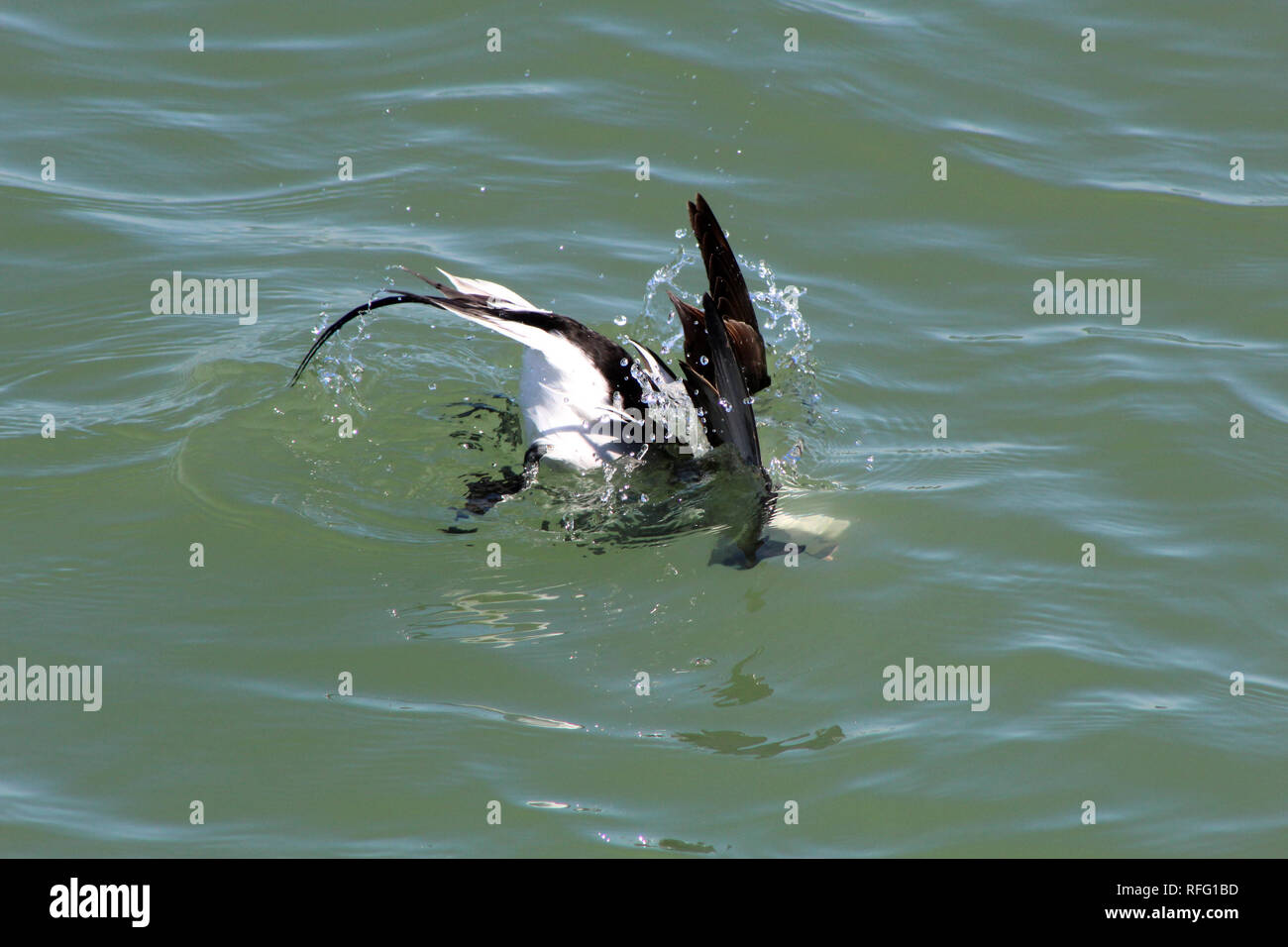Long Tailed Drake Swimming Stock Photo - Alamy