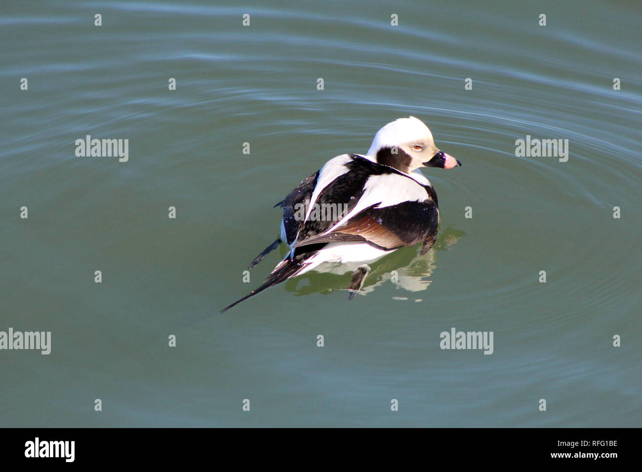 Long Tailed Drake Swimming Stock Photo - Alamy