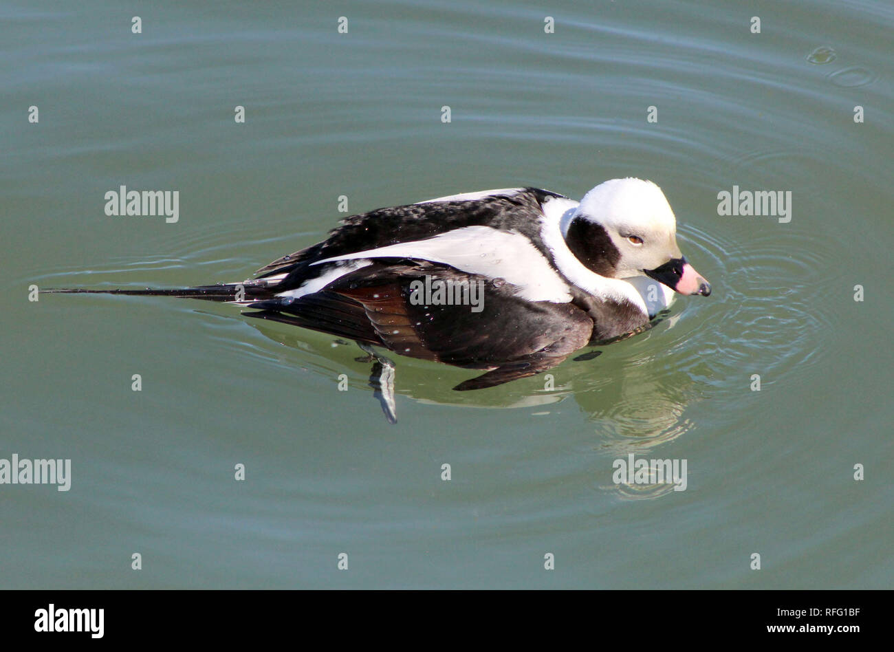 Long tailed drake swimming hi-res stock photography and images - Alamy