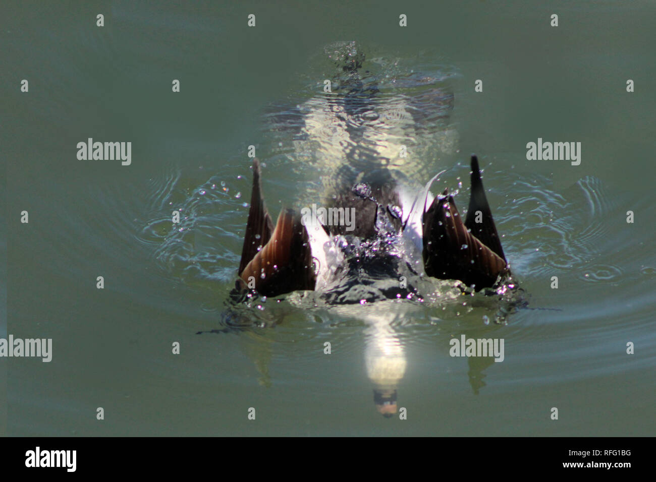 Long Tailed Drake Swimming Stock Photo - Alamy