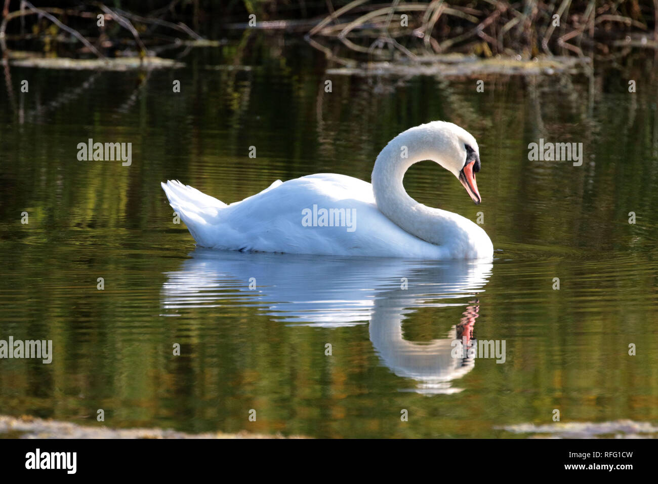Swan swimming in dramatic light Stock Photo - Alamy