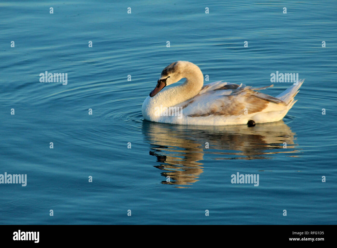 Mute Swan swimming on pond Stock Photo - Alamy