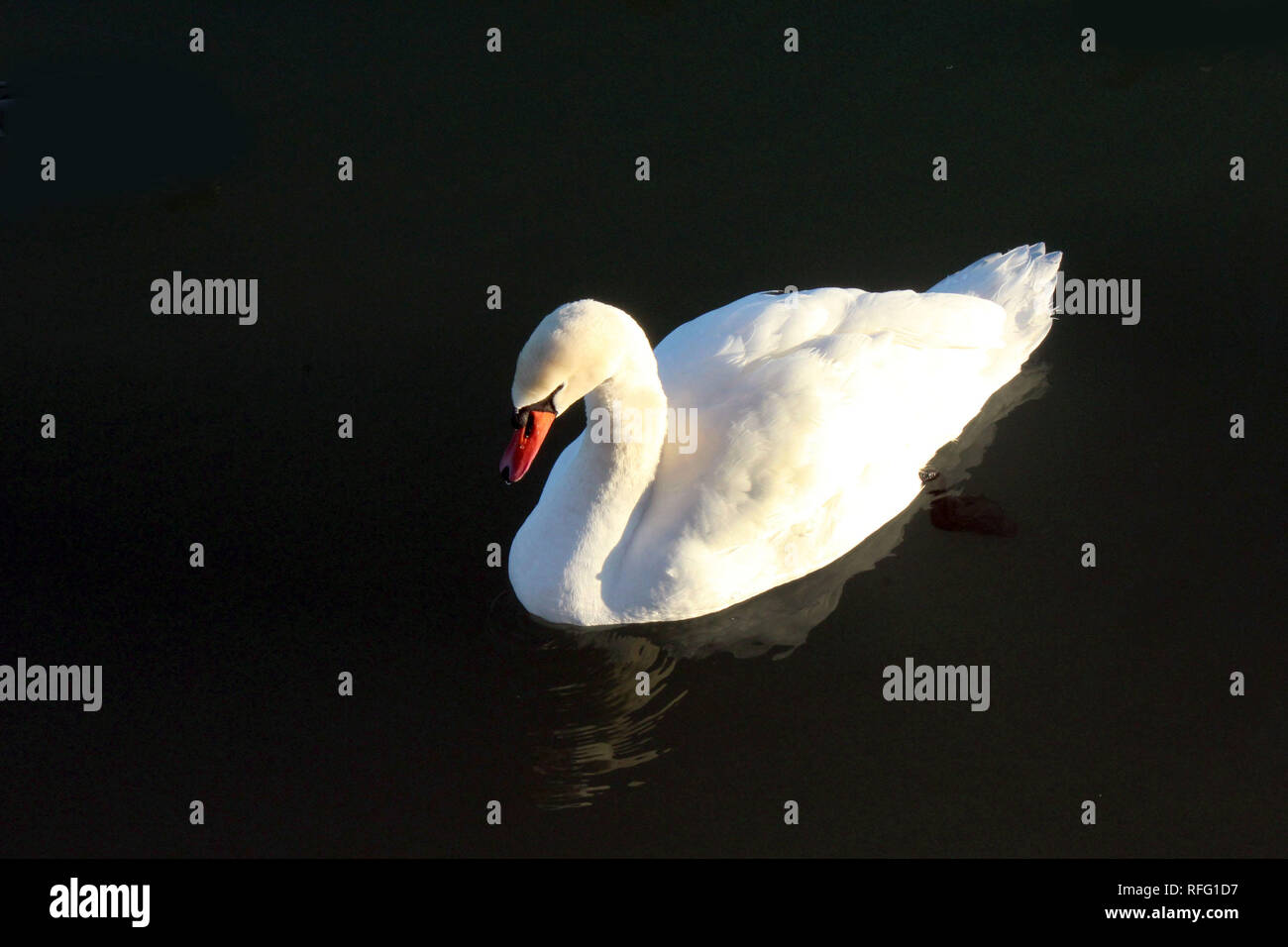 Swan swimming in dramatic light Stock Photo - Alamy
