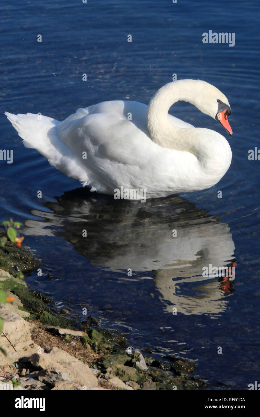 Mute swan invasive species hi-res stock photography and images - Alamy