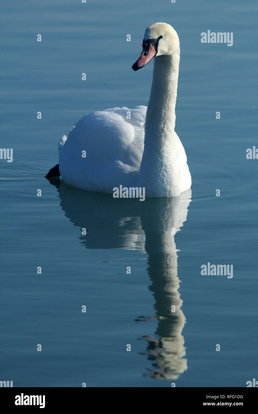Mute swan are invasive species hi-res stock photography and images - Alamy