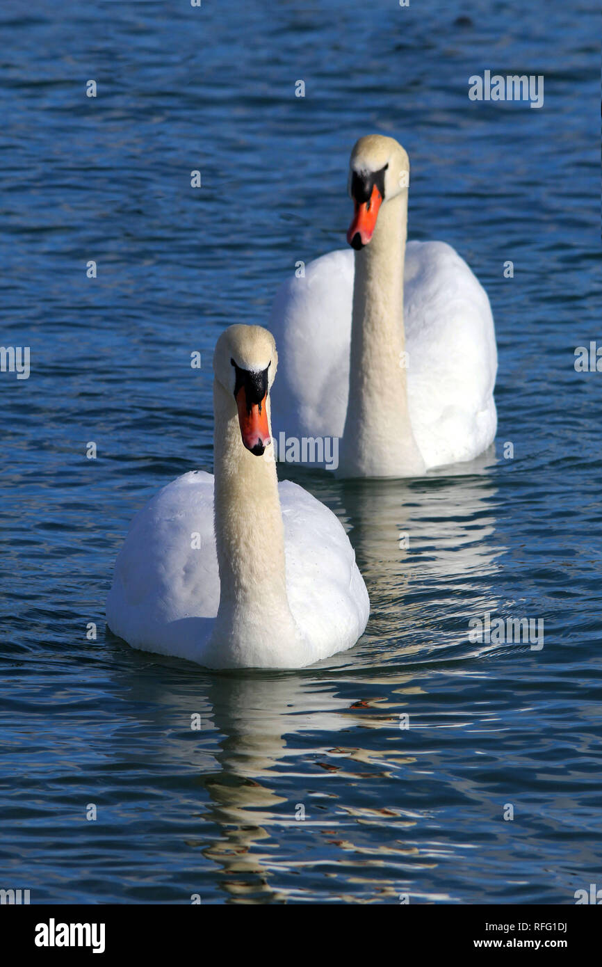 Mute swan are invasive species hi-res stock photography and images - Alamy
