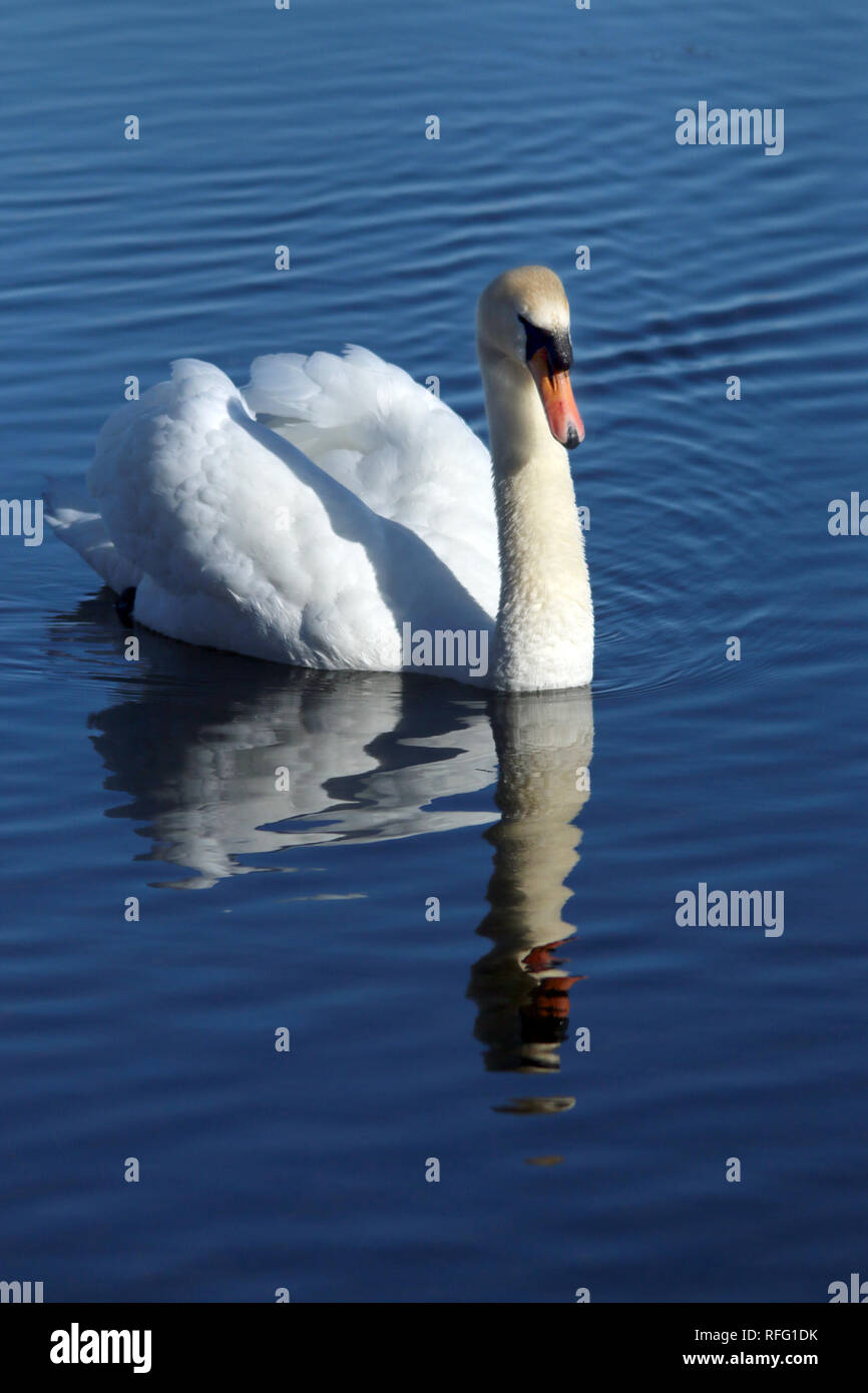 Mute swan are invasive species hi-res stock photography and images - Alamy