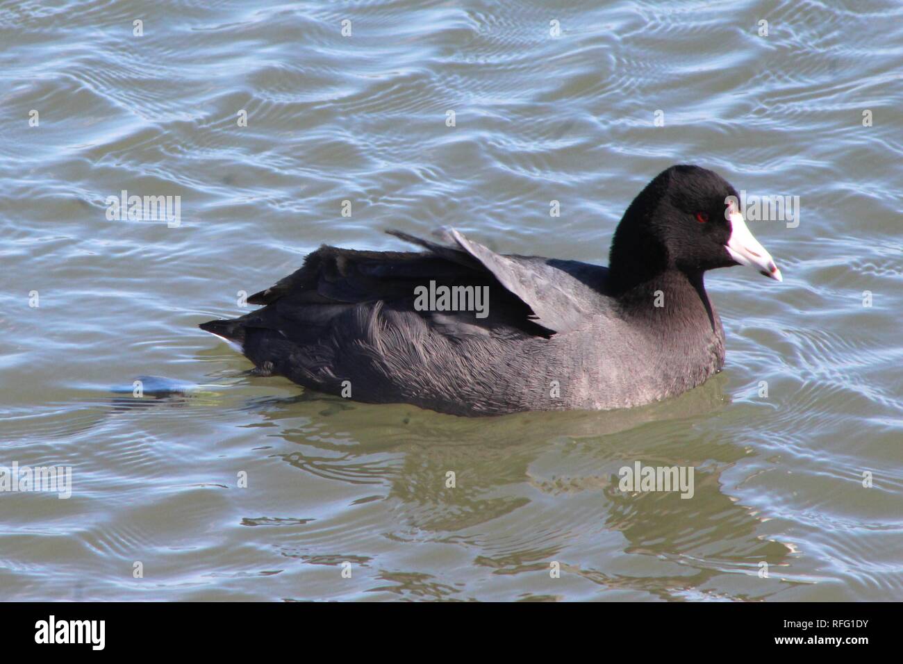 Coot beak open hi-res stock photography and images - Alamy