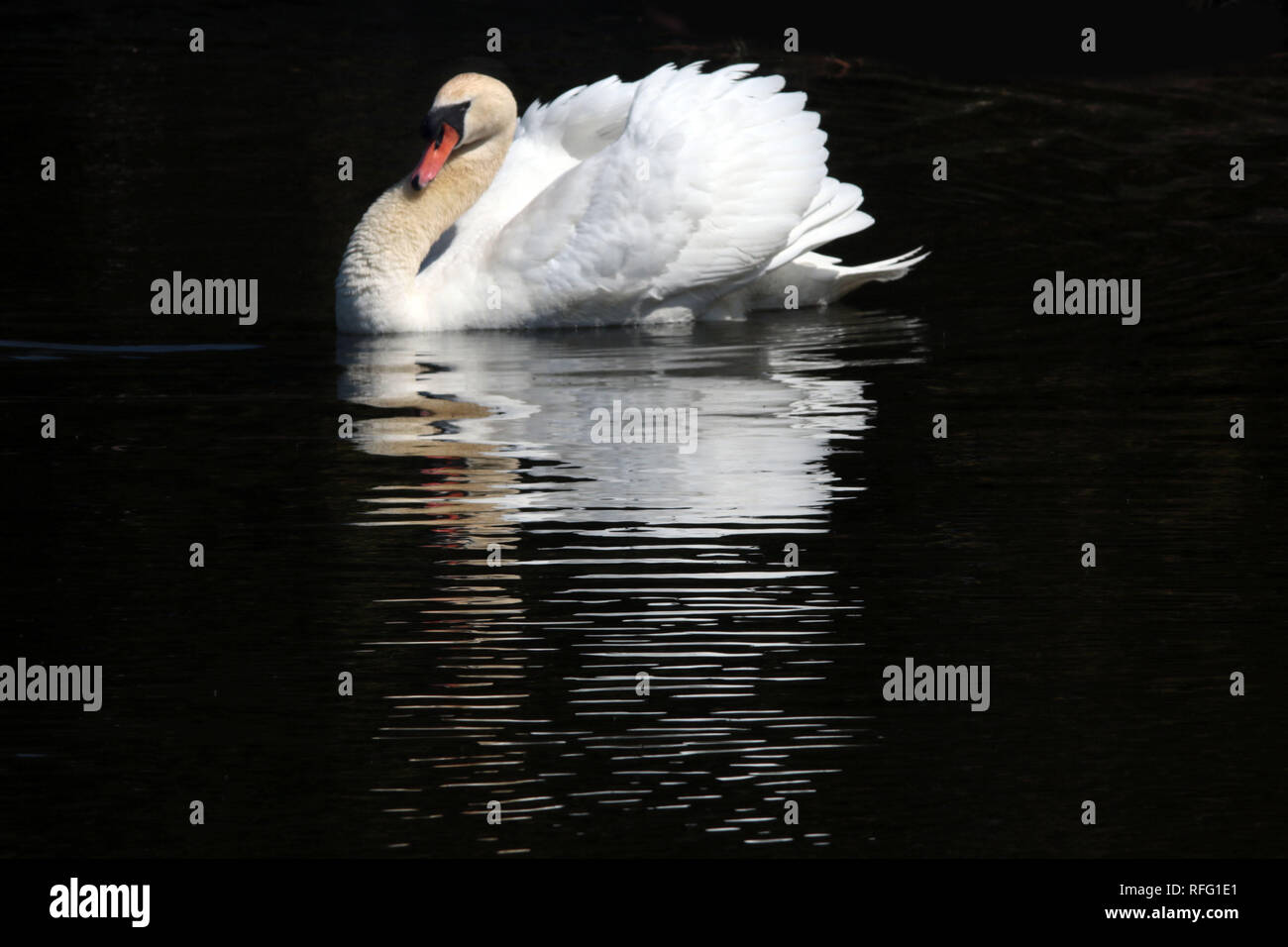 Defensive body language hi-res stock photography and images - Alamy