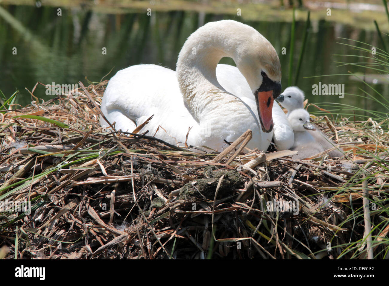 Swan life cycle hi-res stock photography and images - Alamy