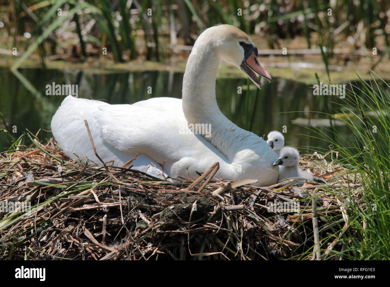 Swan life cycle hi-res stock photography and images - Alamy