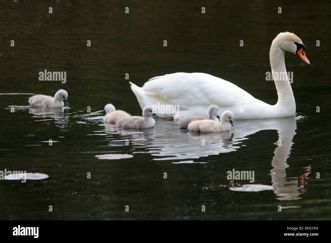 Three swans resting on rocky hi-res stock photography and images - Alamy