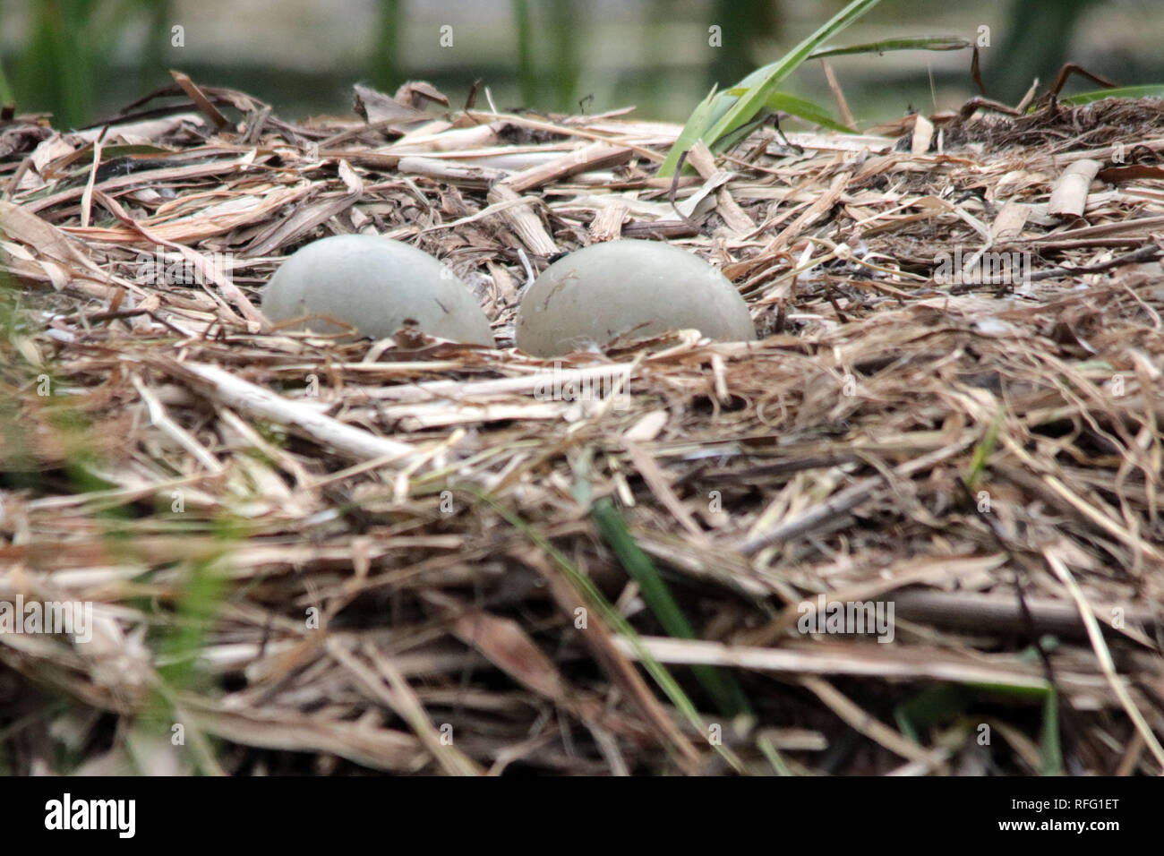 Swan life cycle hi-res stock photography and images - Alamy