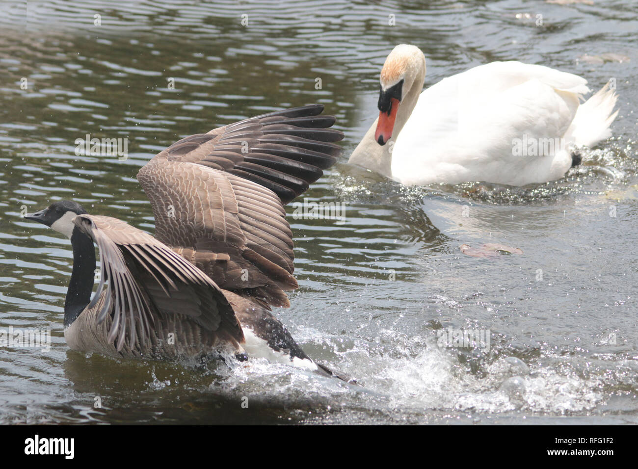 Snapping goose hi-res stock photography and images - Alamy