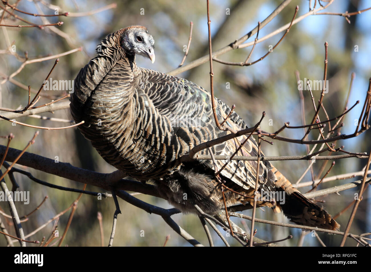 Wild turkey in tree Stock Photo - Alamy