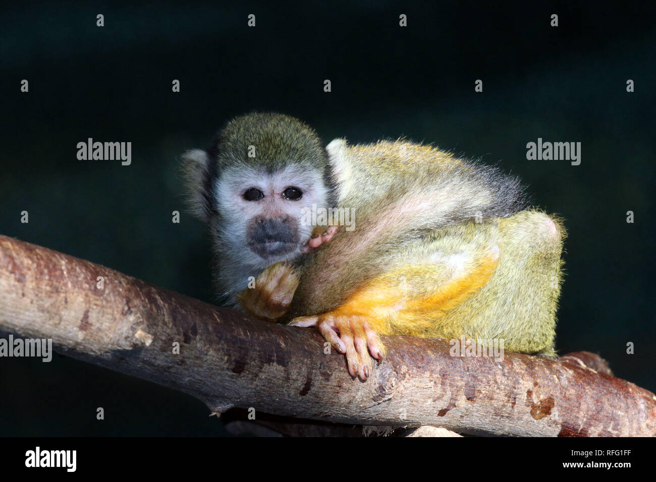 Monkey hands on ears hi-res stock photography and images - Alamy