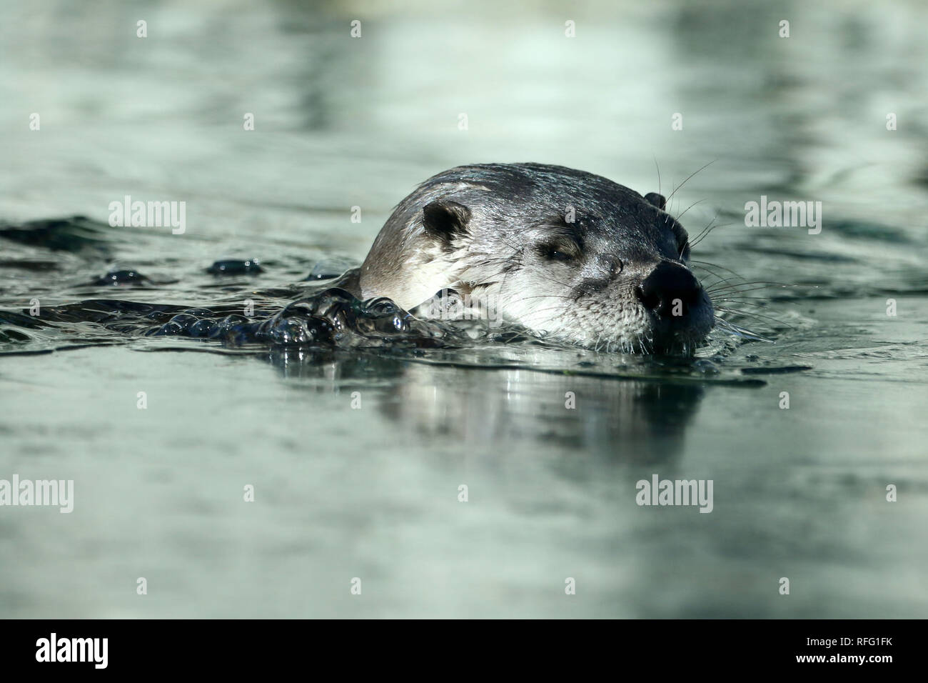 Otter water splashing hi-res stock photography and images - Alamy
