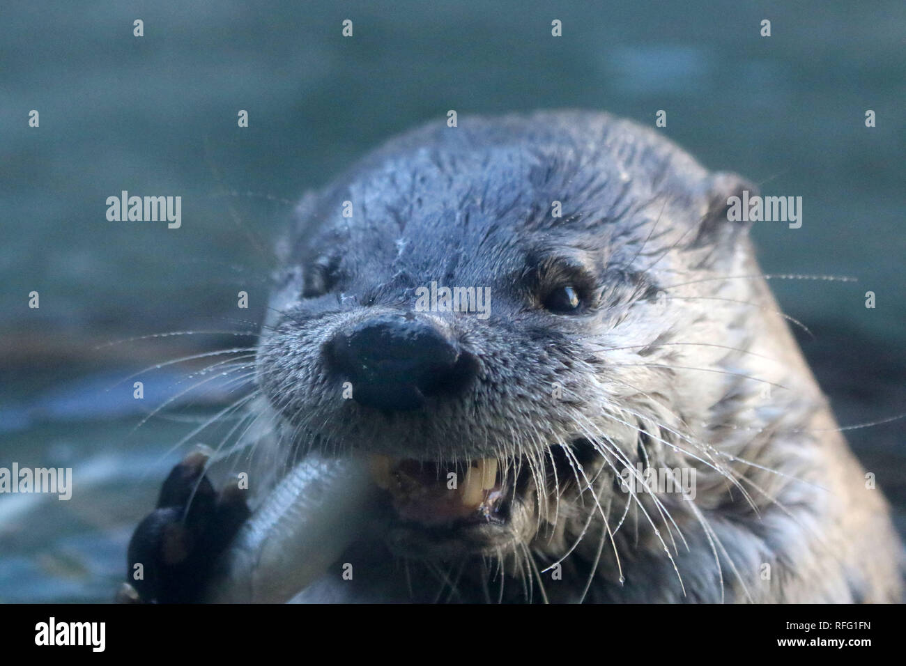 River Otter closeups eating fish Stock Photo - Alamy