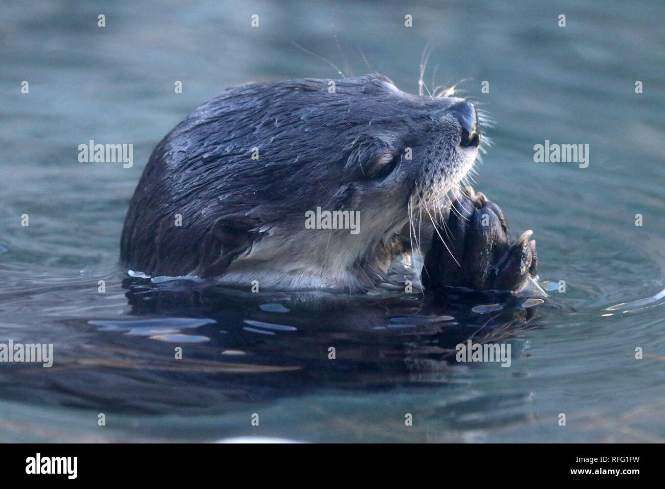 River Otter closeups eating fish Stock Photo - Alamy