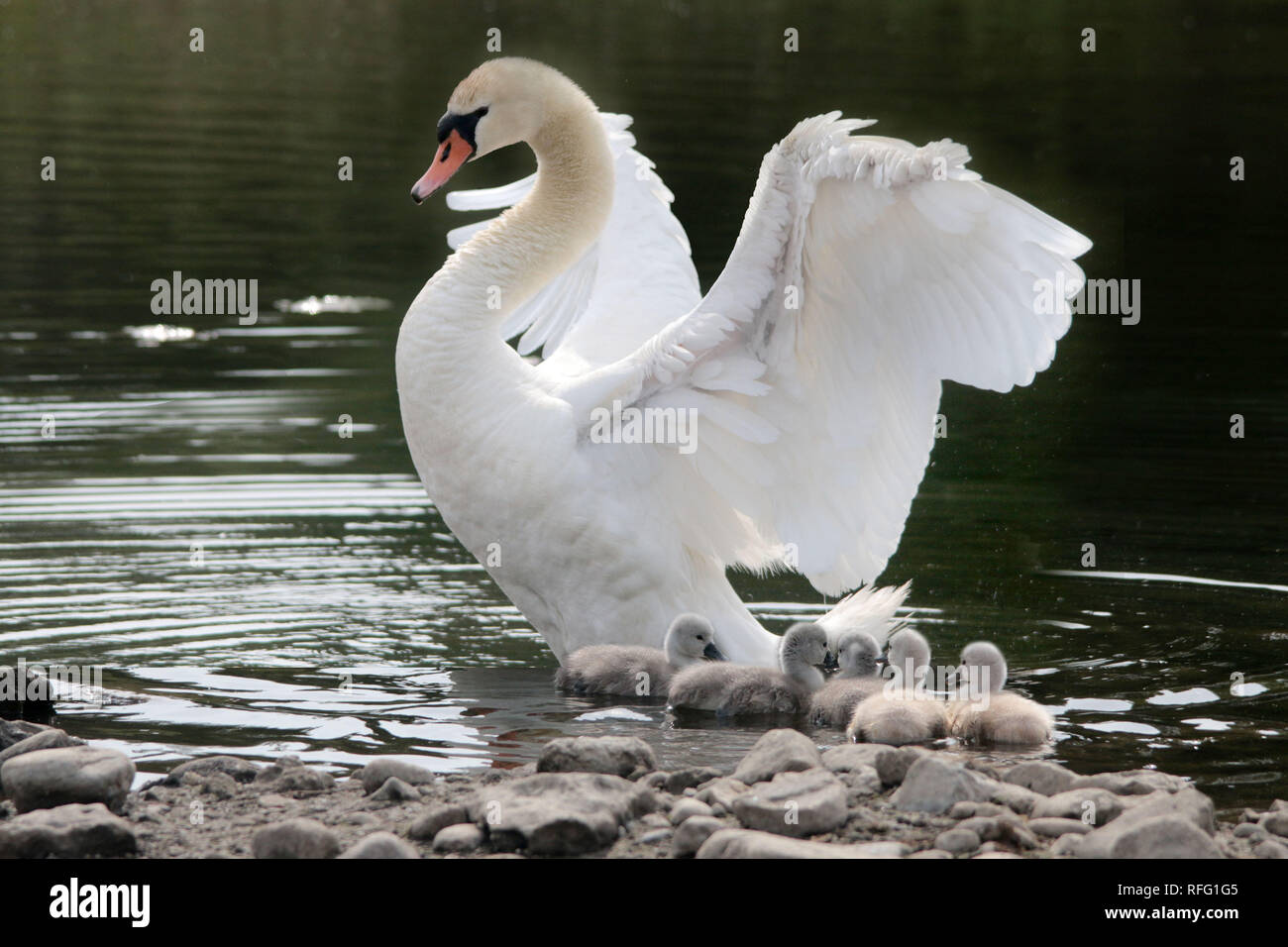 Life cycle of swans hi-res stock photography and images - Alamy