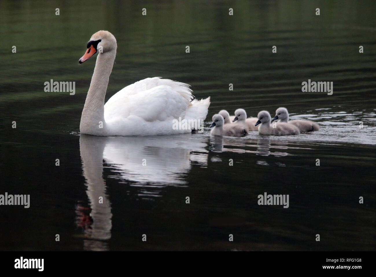 Swan life cycle hi-res stock photography and images - Alamy