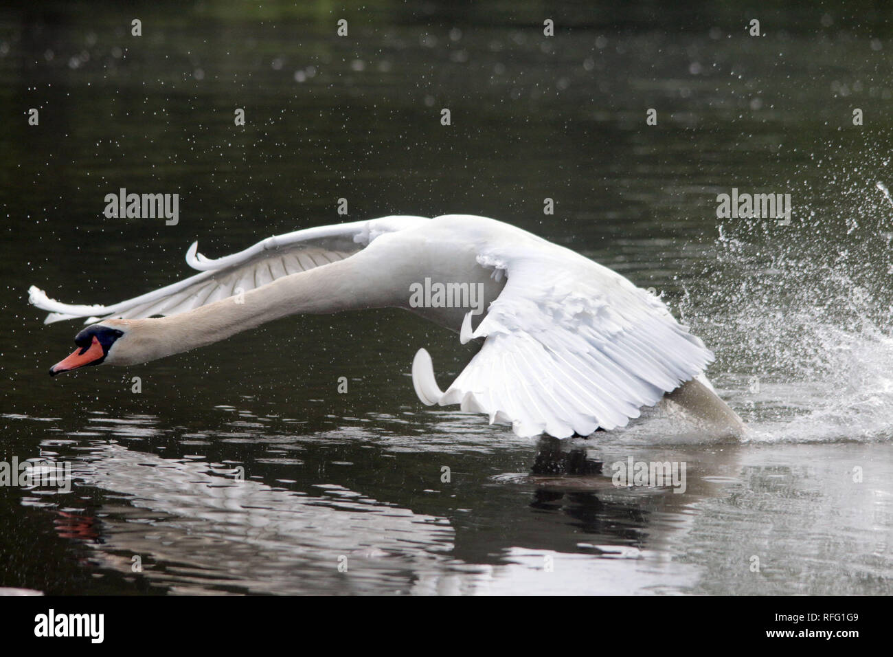 Snapping geese hi-res stock photography and images - Alamy