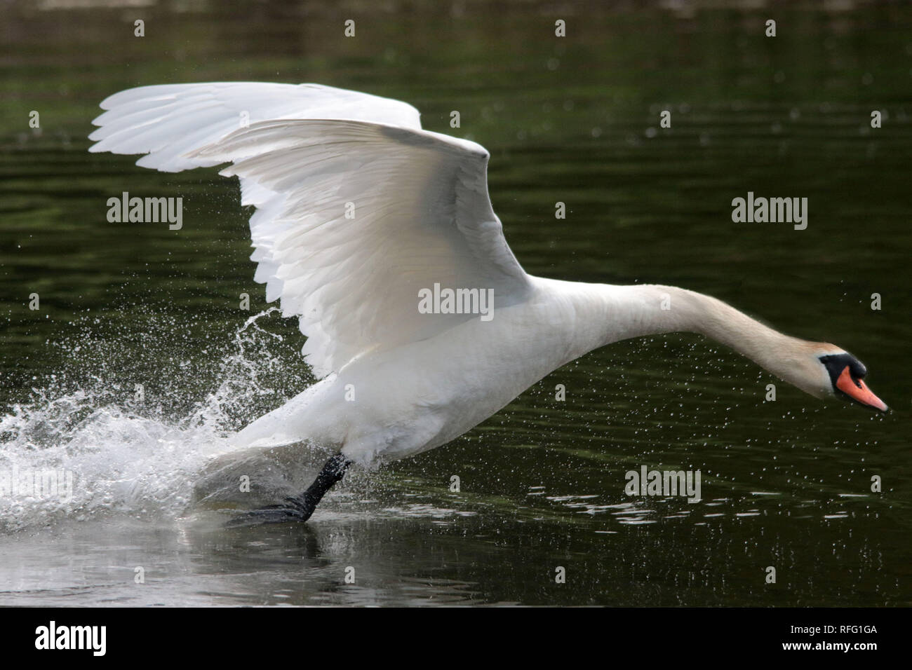 Snapping geese hi-res stock photography and images - Alamy