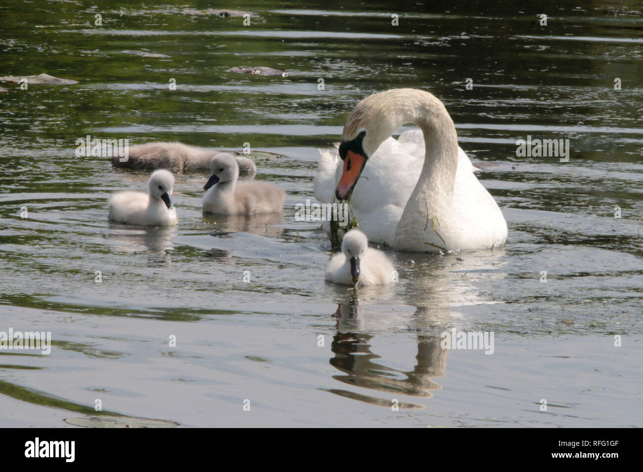 Life cycle of swans hi-res stock photography and images - Alamy
