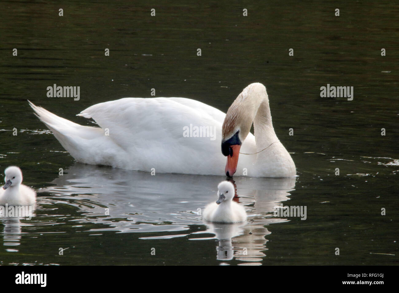 Life cycle of mute swans hi-res stock photography and images - Alamy