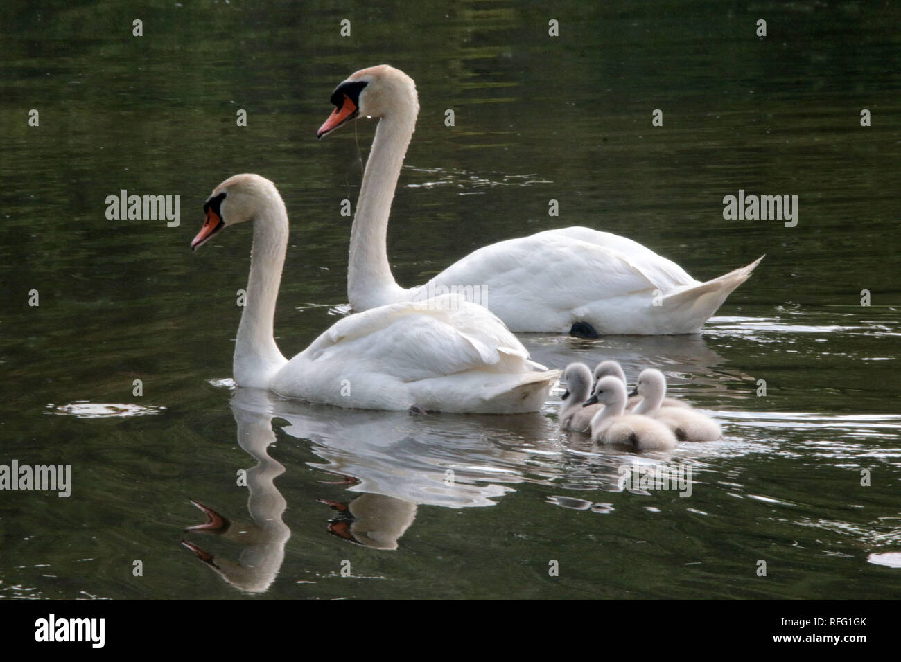 Swan life cycle hi-res stock photography and images - Alamy