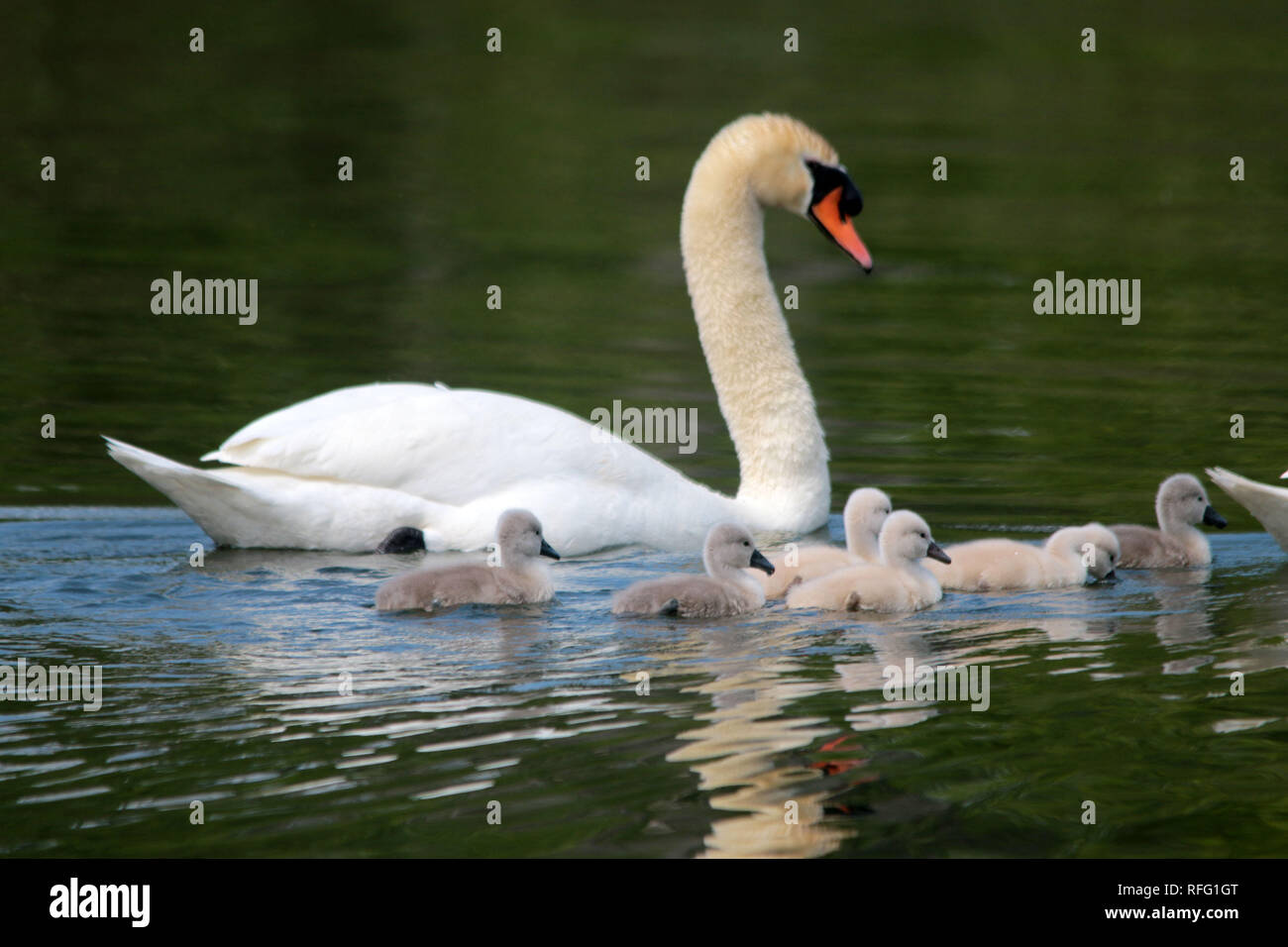 Swan life cycle hi-res stock photography and images - Alamy