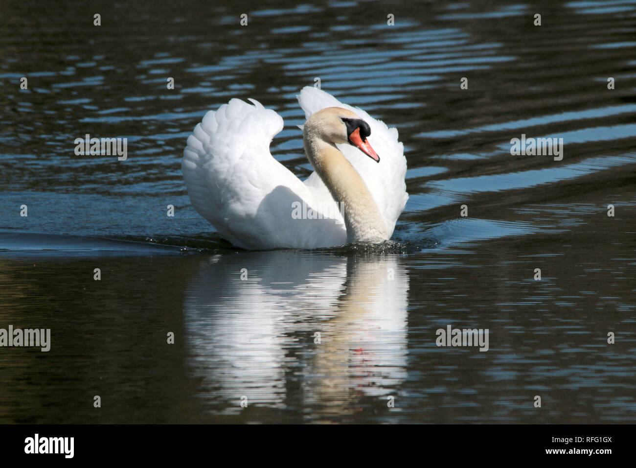 Swan life cycle hi-res stock photography and images - Alamy