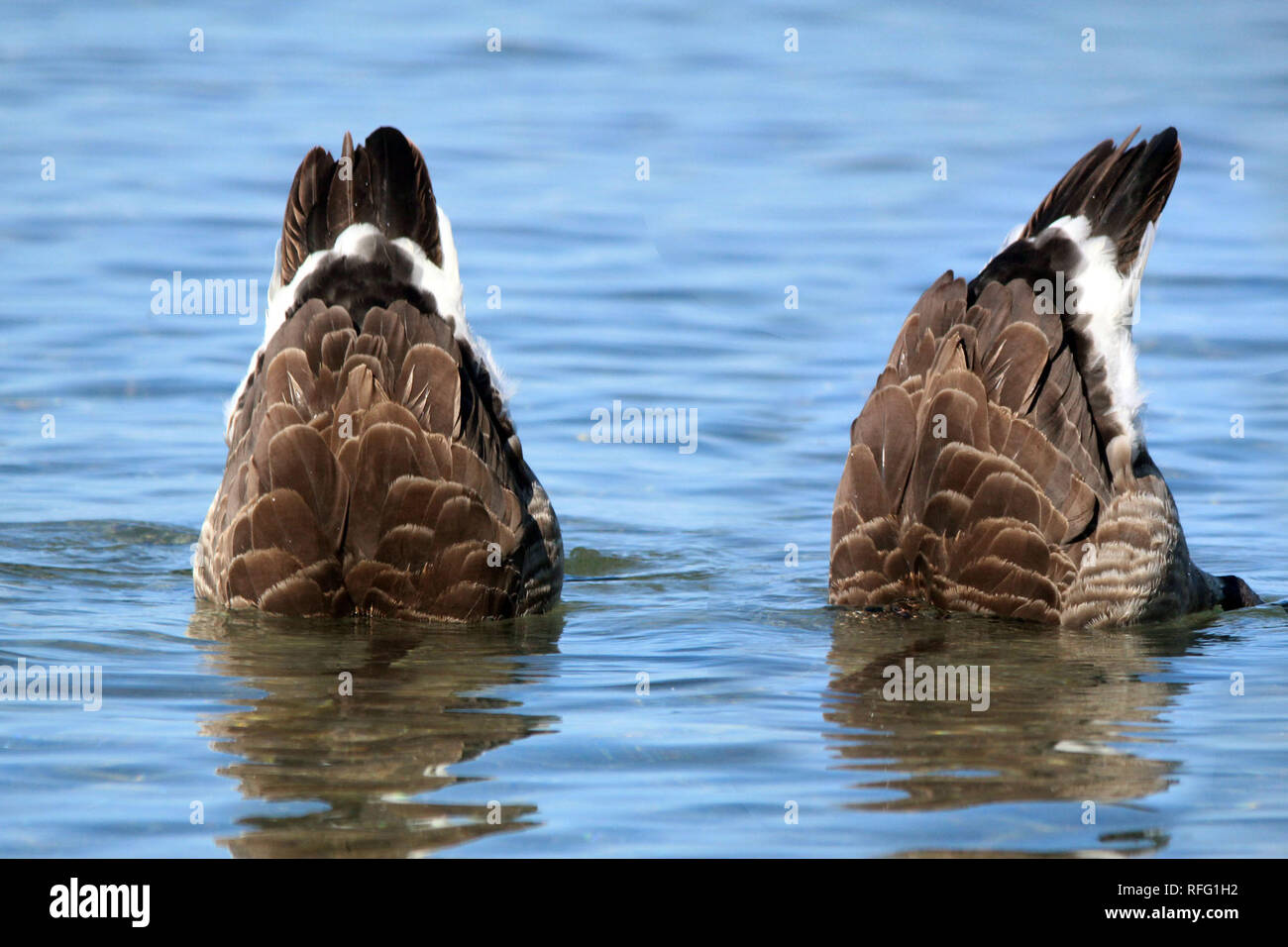 Canadian Geese dabbling for water plants Stock Photo - Alamy