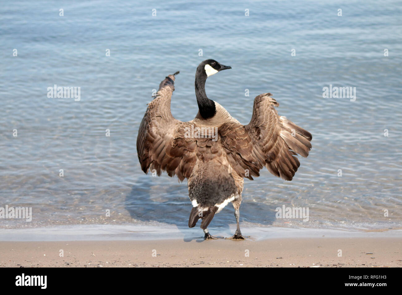 Missing bottom part of wing hi-res stock photography and images - Alamy