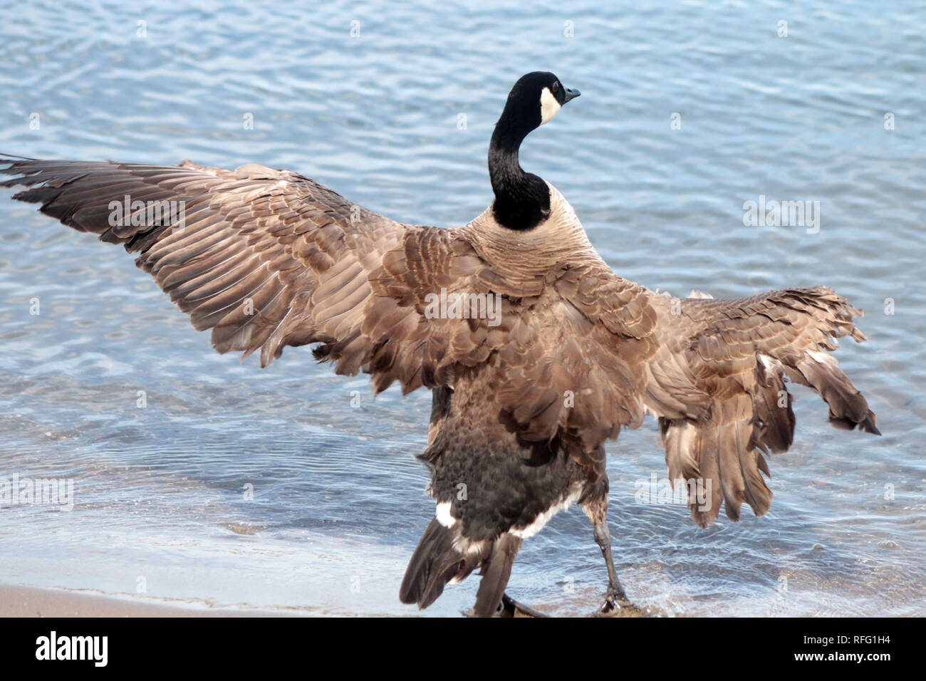 Water bite feet hi-res stock photography and images - Alamy