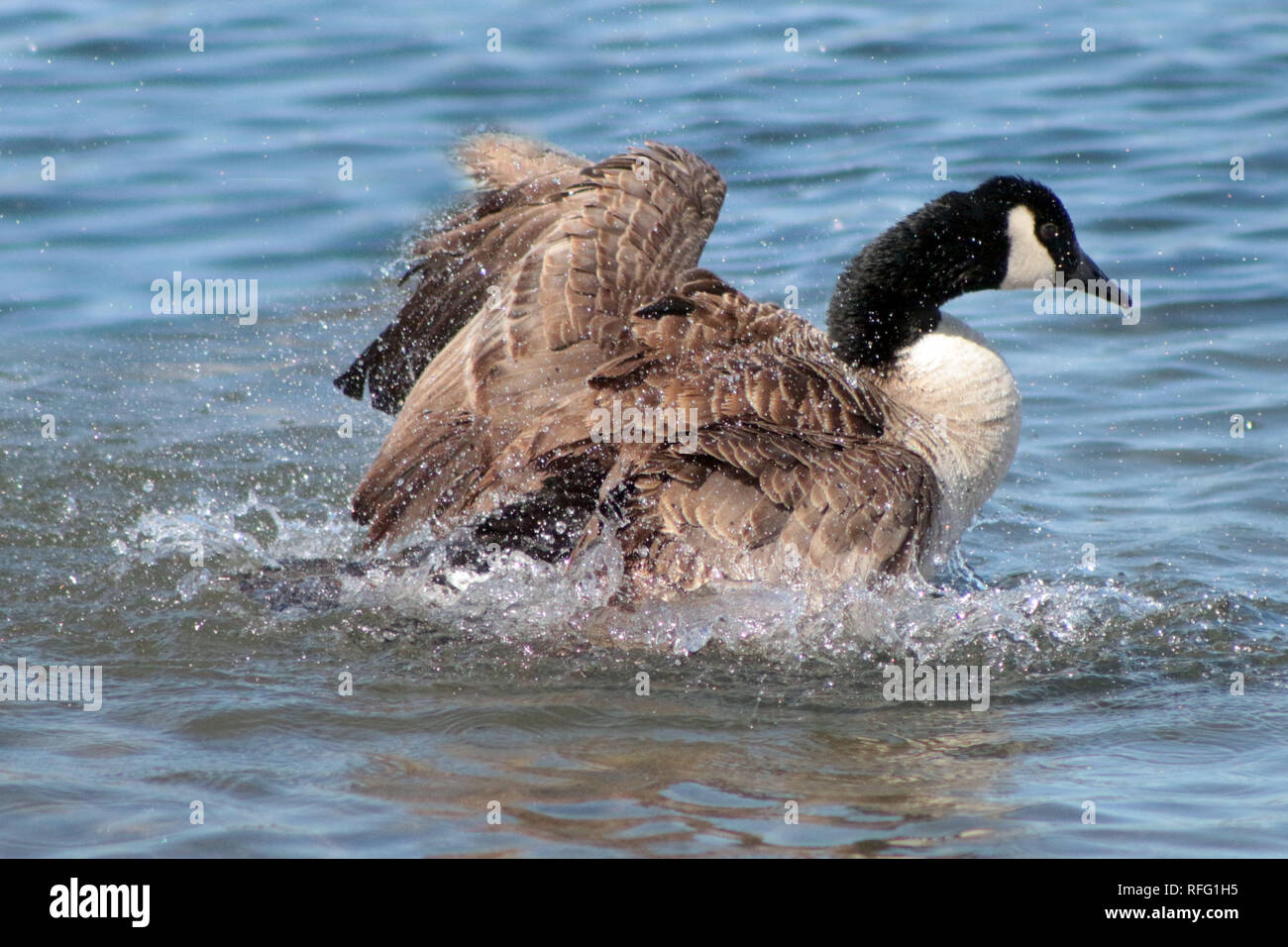Messed up wing hi-res stock photography and images - Alamy