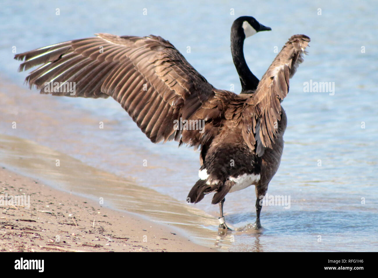 Wounded Canadian Geese near Lake Ontario Canada Stock Photo - Alamy