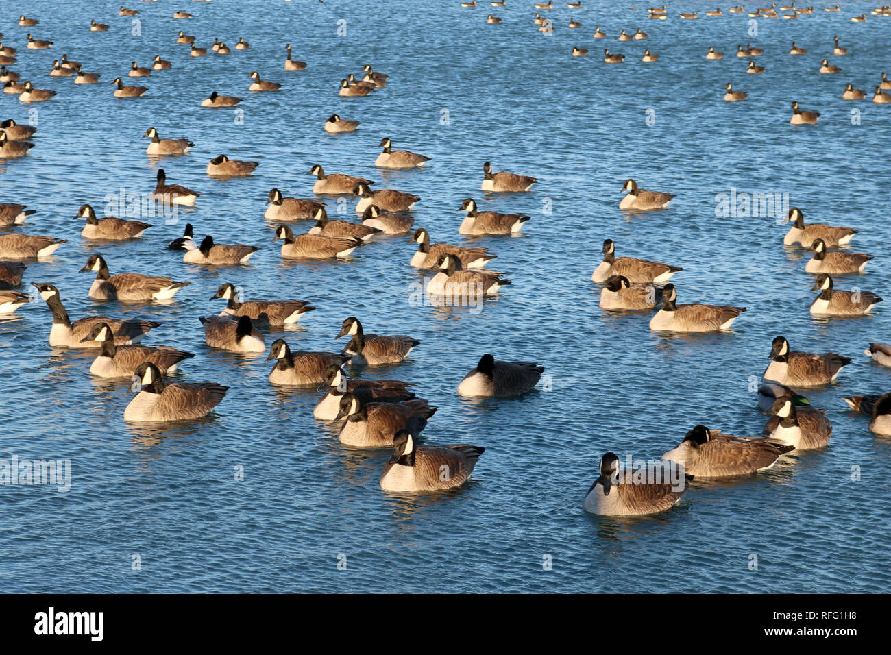 Flock domestic geese eat corn hi-res stock photography and images - Alamy